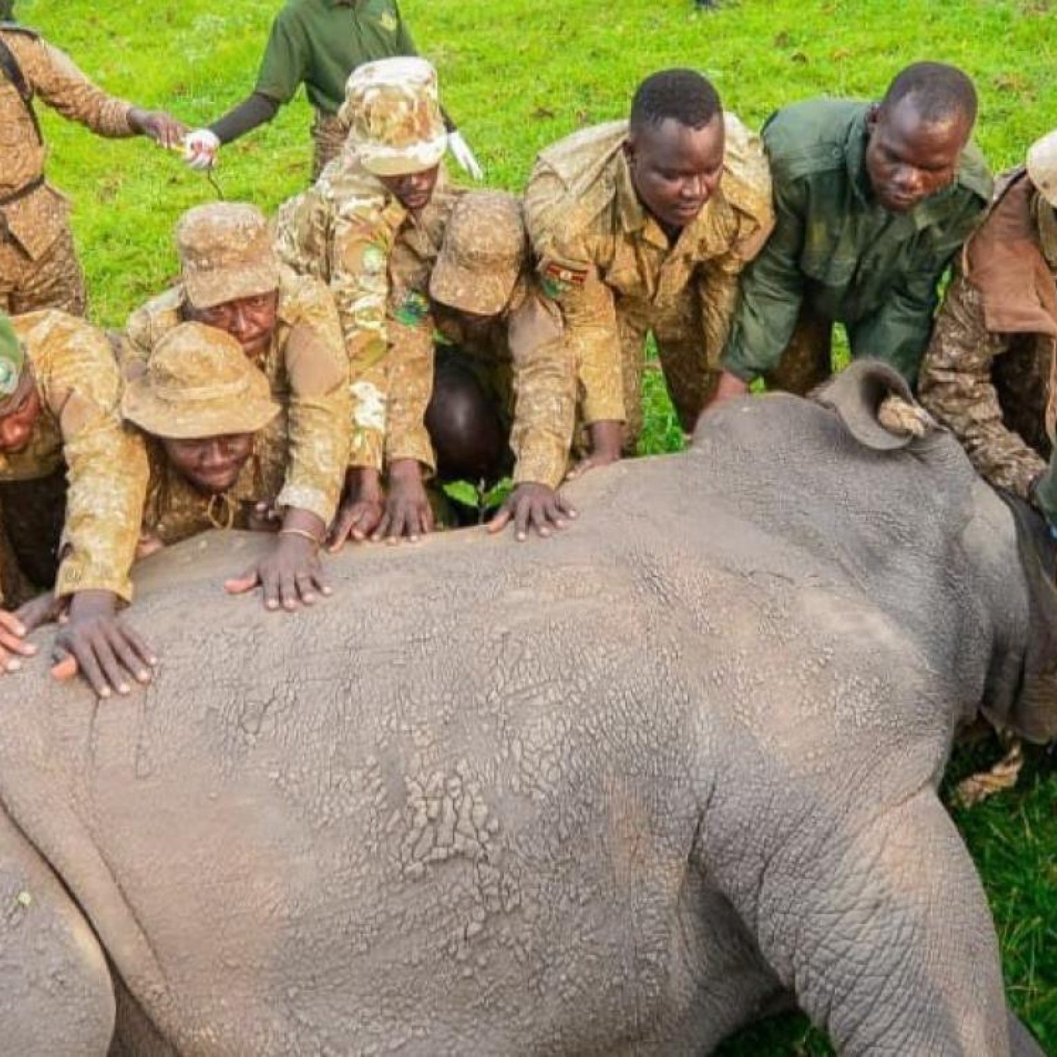 Uganda Relocates Rhinos to Ajai Wildlife Reserve – APTA